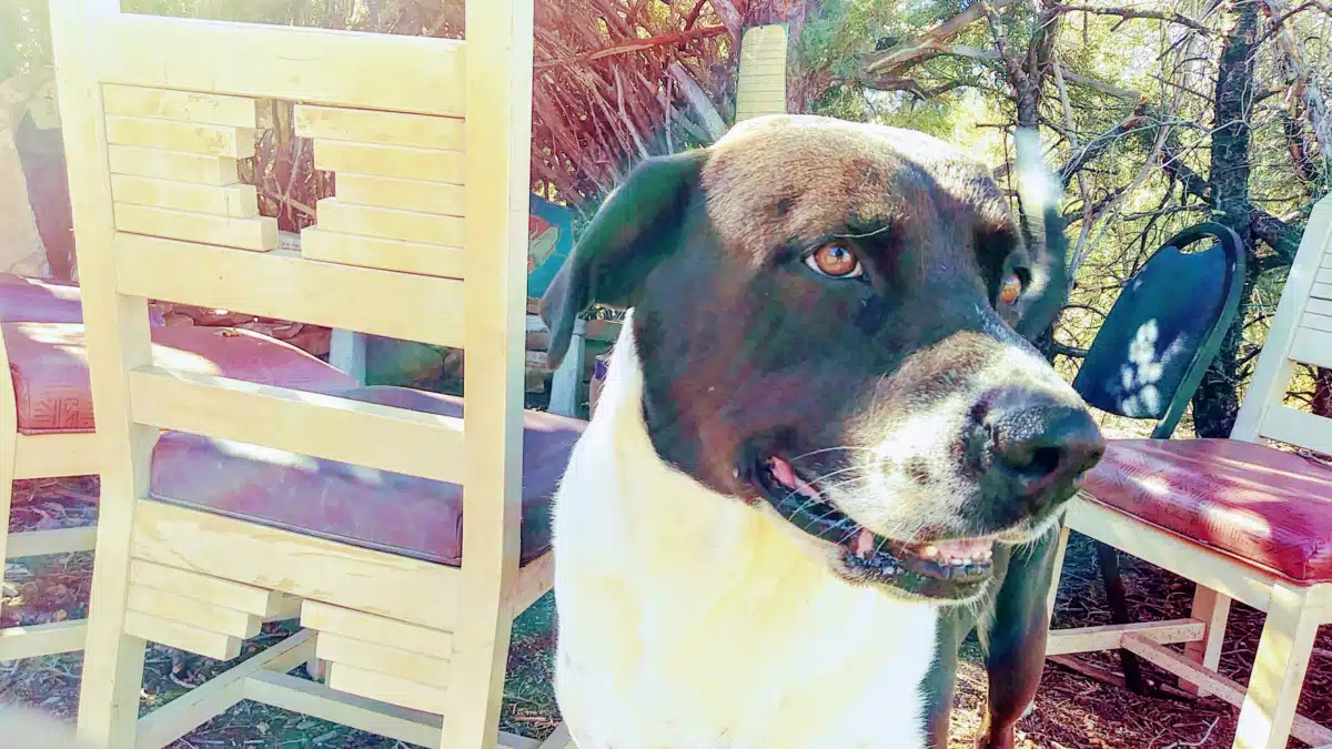 WestCare Nevada Inc (Harris Springs Ranch) | Las Vegas, NV